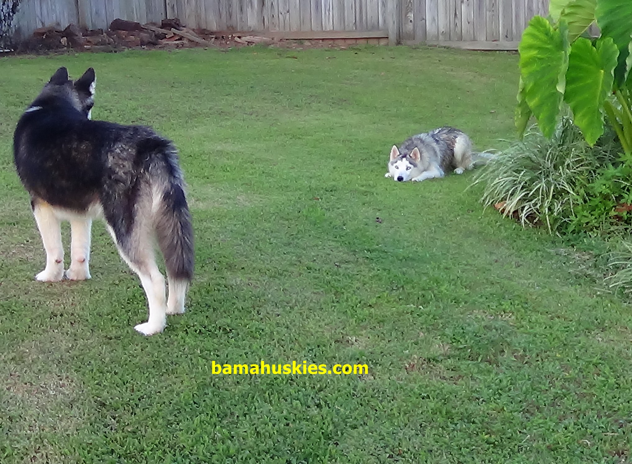 Husky getting ready to pounce – Husky Videos and Pictures